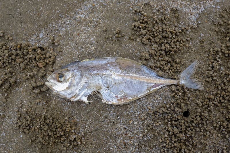 Die fish on the beach stock photo. Image of roach, macro - 102164160