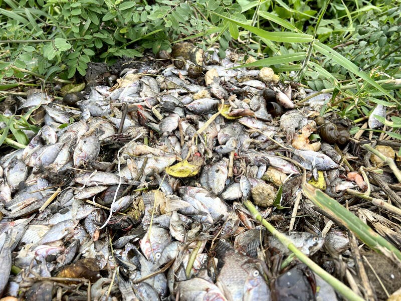 Die fish on the ground stock photo. Image of group, agriculture - 255410368