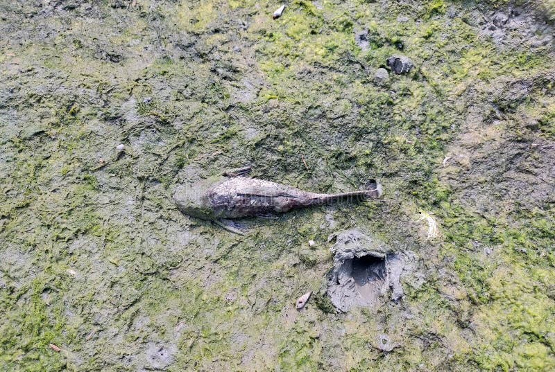 Die fish on the rice field stock photo. Image of fish - 269914706