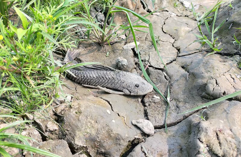 Die fish on the rice field stock photo. Image of wildlife - 269914736