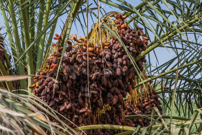 Dattelpalme mit Früchten stockfoto. Bild von bunt, daten - 119160948