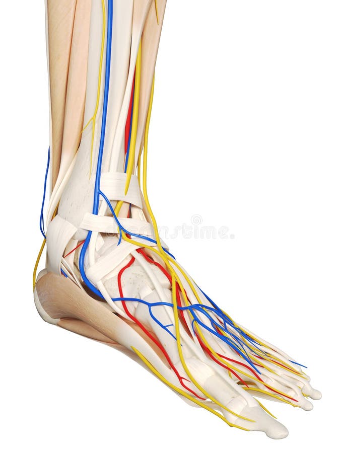 Fußanatomie stock abbildung. Illustration von fahrwerkbein - 30725086