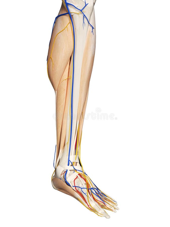 Die Fußanatomie stock abbildung. Illustration von muskel - 57248523