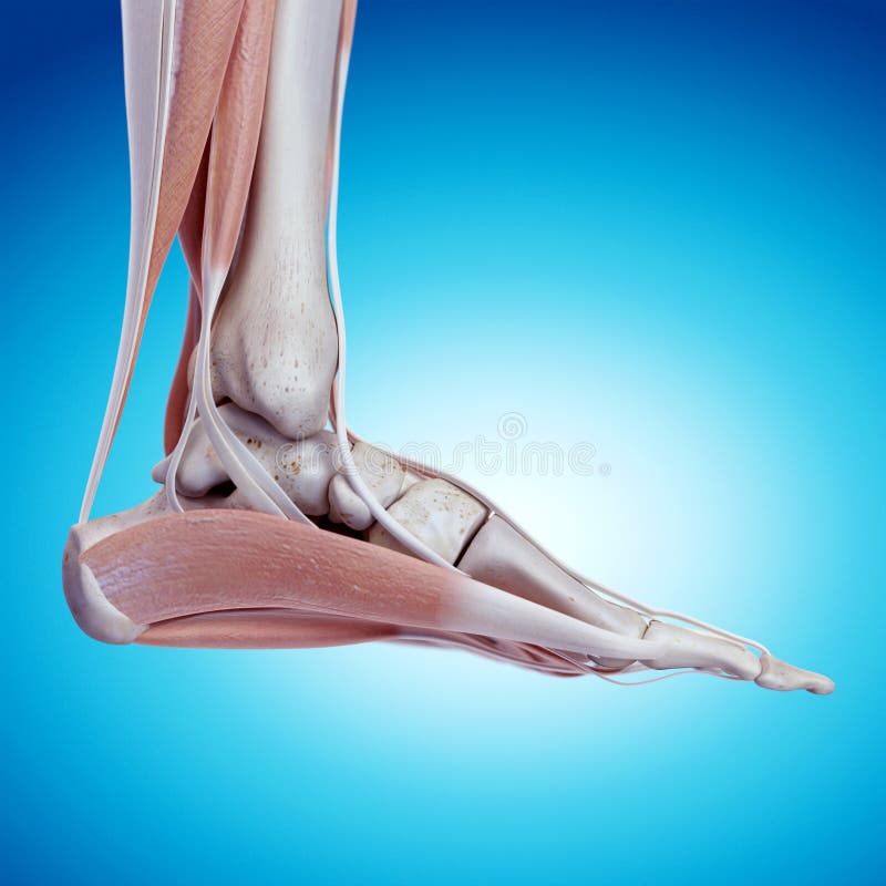 Die Anatomie Des Mannes. Der Fuß Stock Abbildung - Illustration von ...