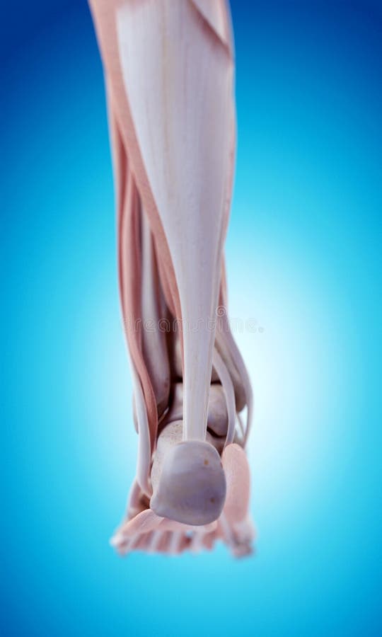 Die Fußanatomie stock abbildung. Illustration von übertragung - 56998934