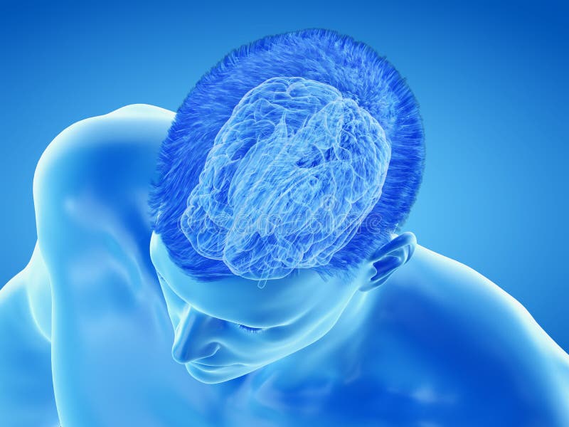 Die Gehirnanatomie - Der Kortex Stock Abbildung - Illustration von ...