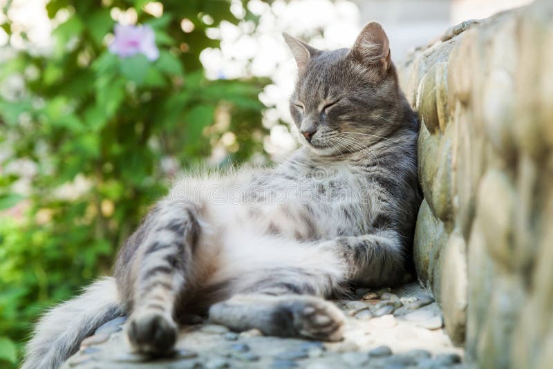 Die graue getigerte Katze stockfoto. Bild von sitzung - 65141954