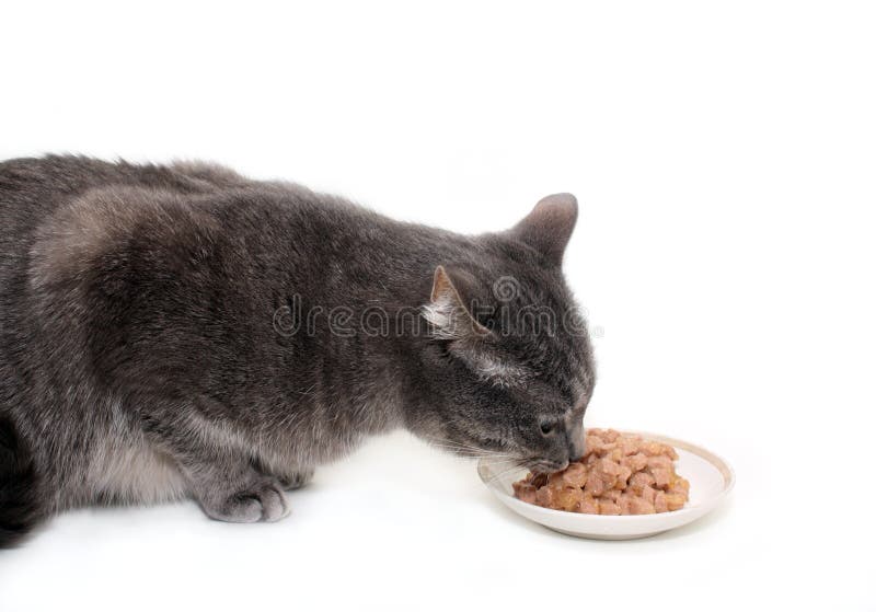 Die Graue Katze Isst Die in Büchsen Konservierte Nahrung Der Katze ...