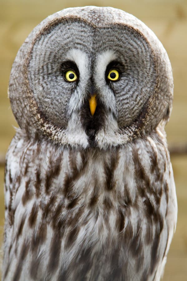 Die Großes Grau-Eule Oder Lappland-Eule, Strix Nebulosa Stockfoto ...