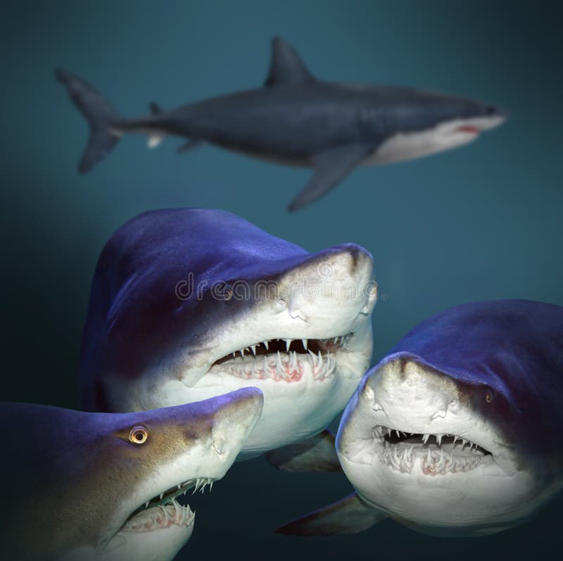 Die Haifische stockbild. Bild von fischen, gefährlich - 88524669