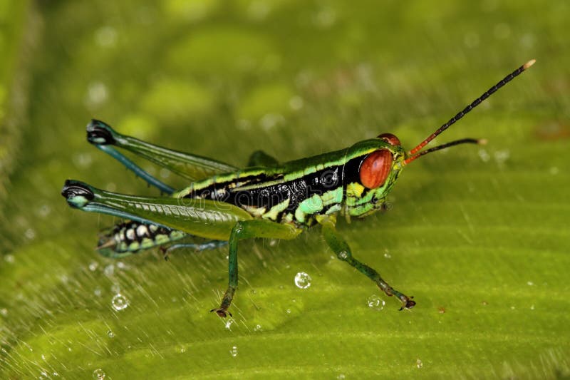 Die Heuschrecke stockbild. Bild von insekt, blatt, leben - 17694849