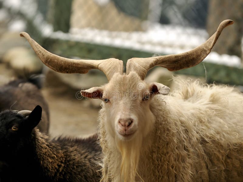 Eine Ziege Mit Den Langen Ohren In Florida Stockbild - Bild von zaun ...
