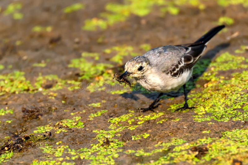 Die Jugendliche Weiße Bachstelze Oder Motacilla, Die Alba Sind, Isst ...