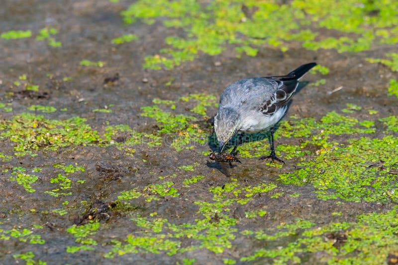 Die Dasselfliege stockfoto. Bild von dasselfliege - 2855838