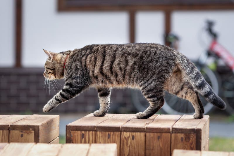Die Katze Der Getigerten Katze, Die in Das Hausyard Geht Stockbild ...