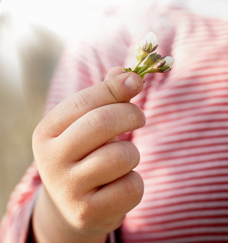 Blume In Der Hand Des Kindes Stockbild - Bild von betrieb, gras: 26055303