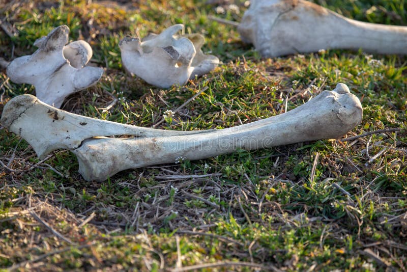 Die Knochen Der Tierl?ge in Der Natur Stockbild - Bild von umgebung ...