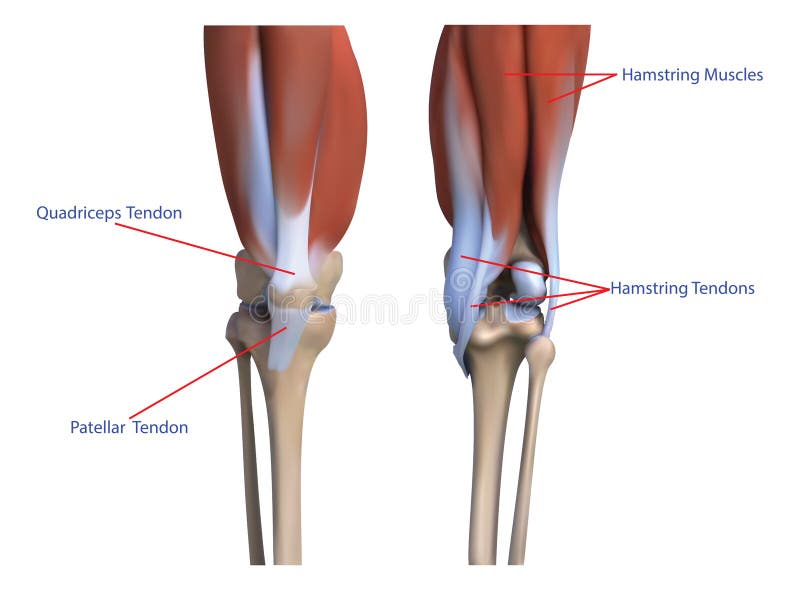 Die Knochen Und Die Muskeln Die Beine Stock Abbildung - Illustration ...