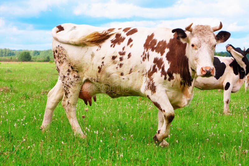 Die Kuh stockfoto. Bild von bauernhof, bewirtschaften - 14479950