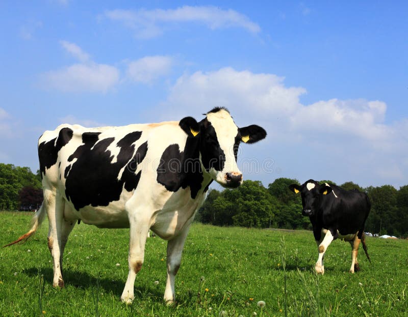 Die Kuh stockbild. Bild von kine, wiese, bewölkt, landwirt - 9357485