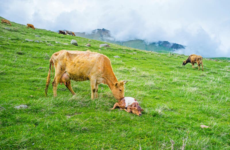 Die Kuh Und Das Neugeborene Kalb Stockbild - Bild von wiese, grasen ...