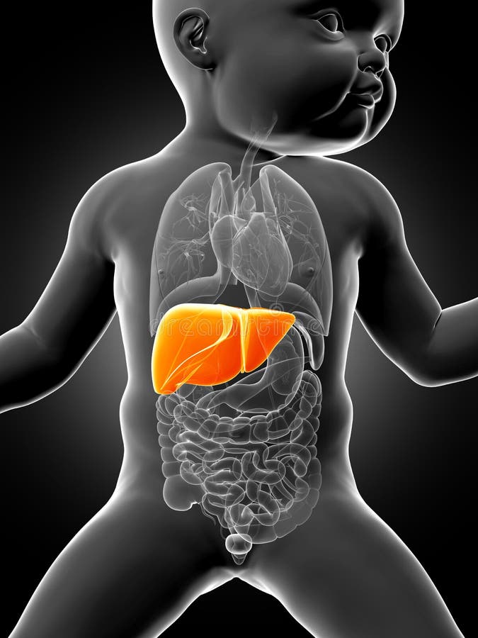 Die Leber eines Babys stock abbildung. Illustration von übertragung ...