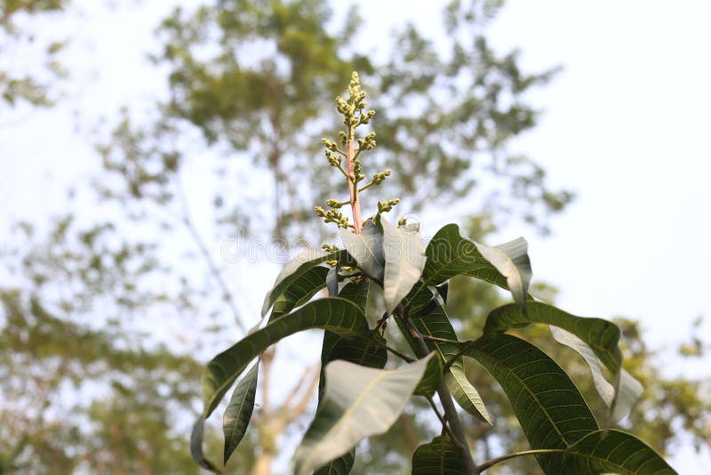 Mango-Blüte stockbild. Bild von mangopflaume, betrieb - 89032963