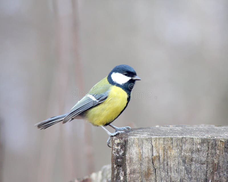 Die Meise Auf Einem Stummel Stockbild - Bild von ökologie, schönheit ...