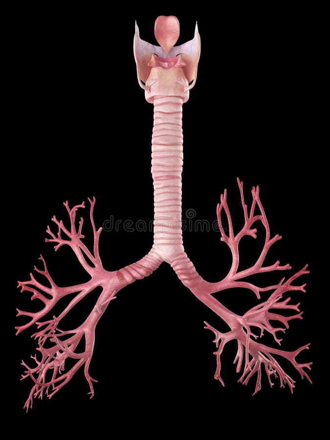 Die Bronchien stock abbildung. Illustration von übertragung - 73540155