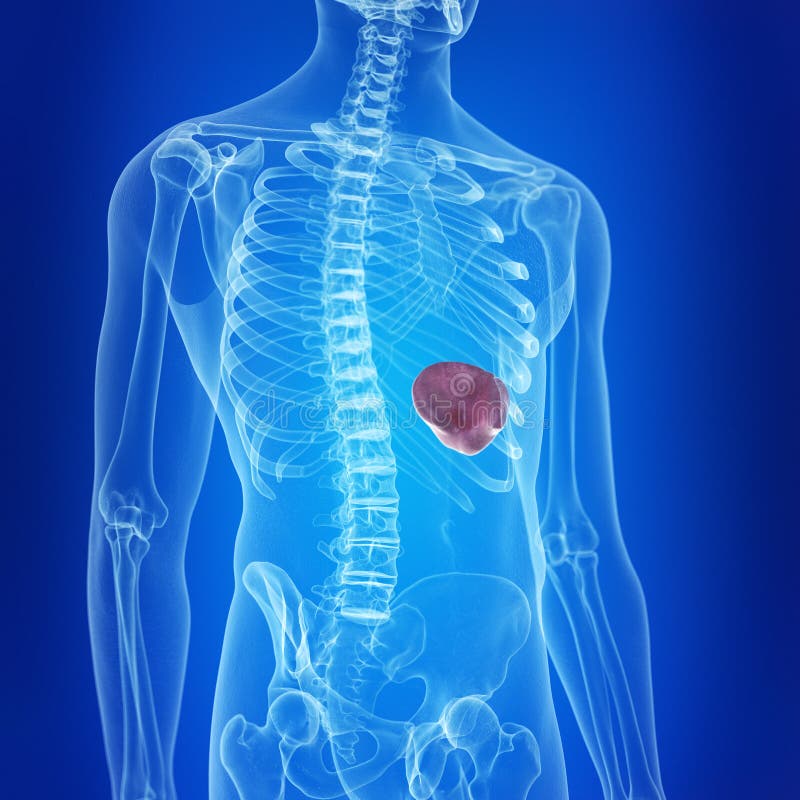 Die Milz stock abbildung. Illustration von abbildung - 115599467