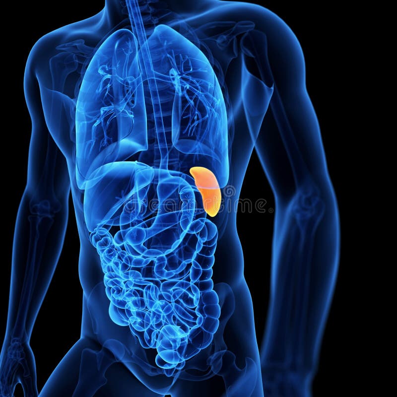 Die Milz stock abbildung. Illustration von biologie, organe - 45275498