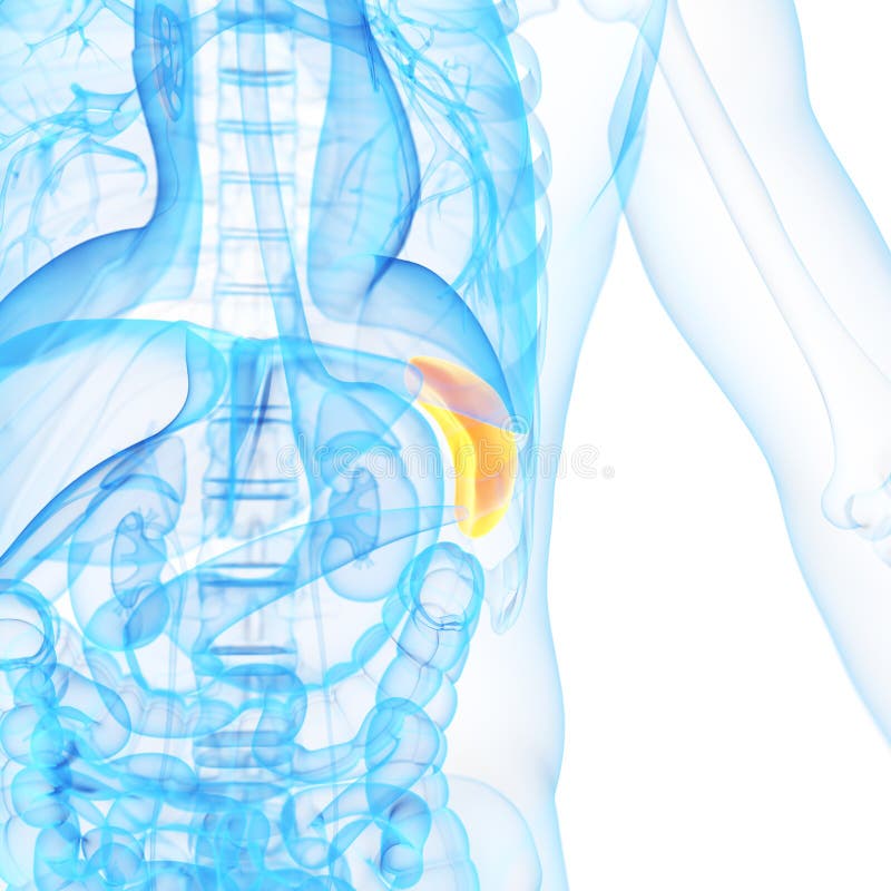Die Milz stock abbildung. Illustration von physiologie - 45574576