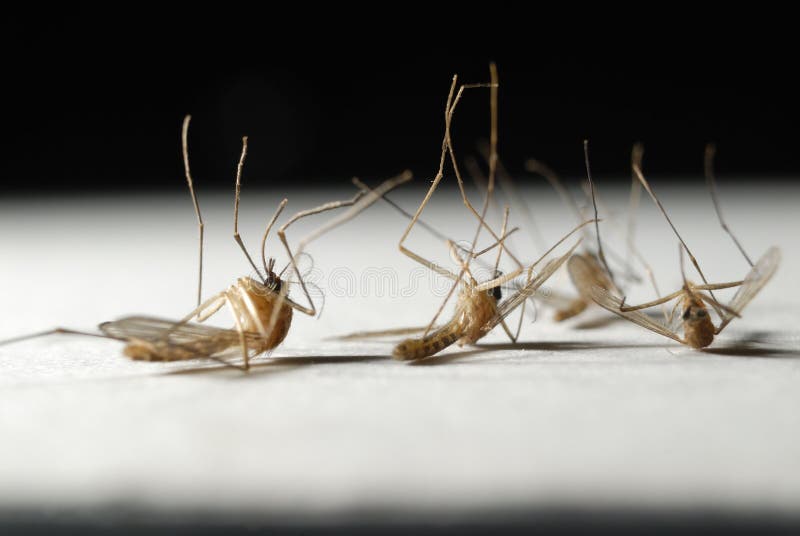 Die mosquitoes stock photo. Image of macro, killed, invertebrate - 14716222