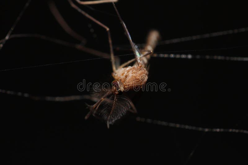 Die mosquitoes stock image. Image of mosquitoes, infected - 46684913