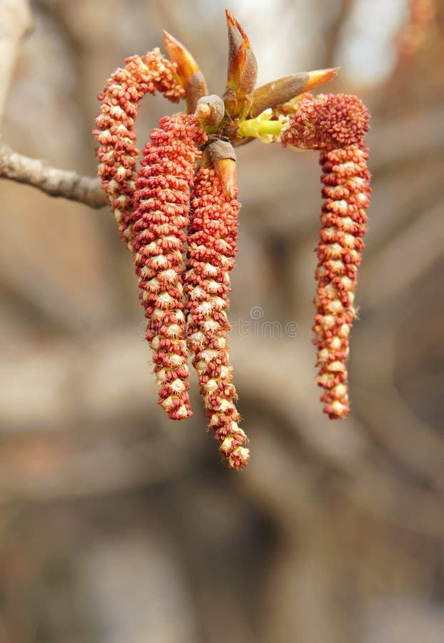Pappelblume stockfoto. Bild von espe, frühling, baum - 29809050