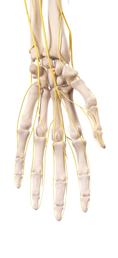 Nerven der Hand vektor abbildung. Illustration von mann - 45207579