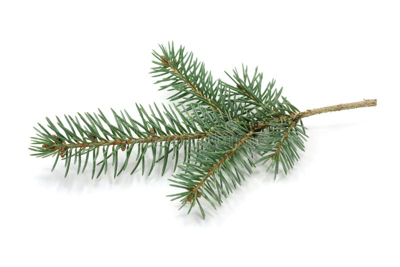 Die Niederlassung Der Blautanne Stockfoto - Bild von hintergrund, baum ...