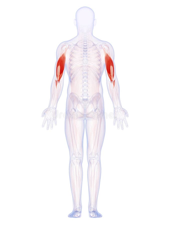 Die Oberarmmuskeln stock abbildung. Illustration von karosserie - 34165438