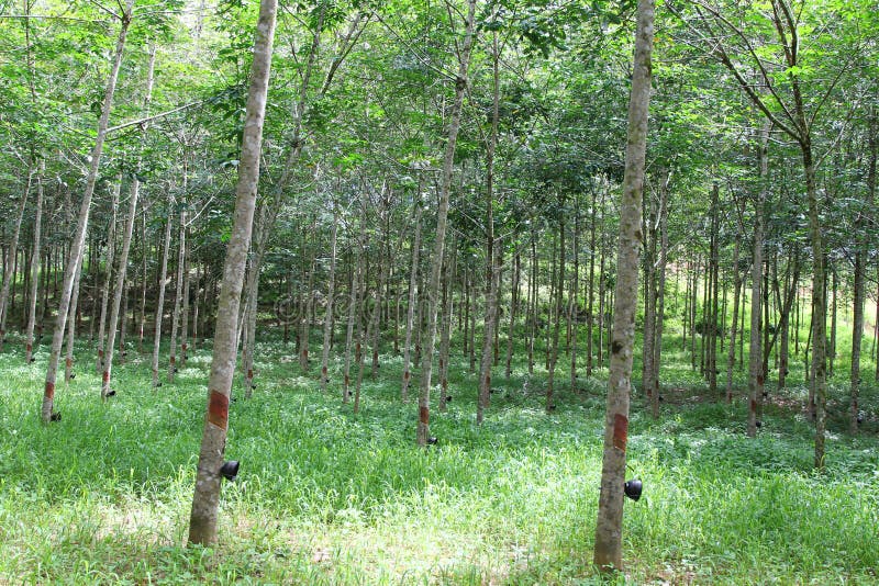 Die Para-Kautschuk-Baumplantage Stockfoto - Bild von plantage, ernten ...