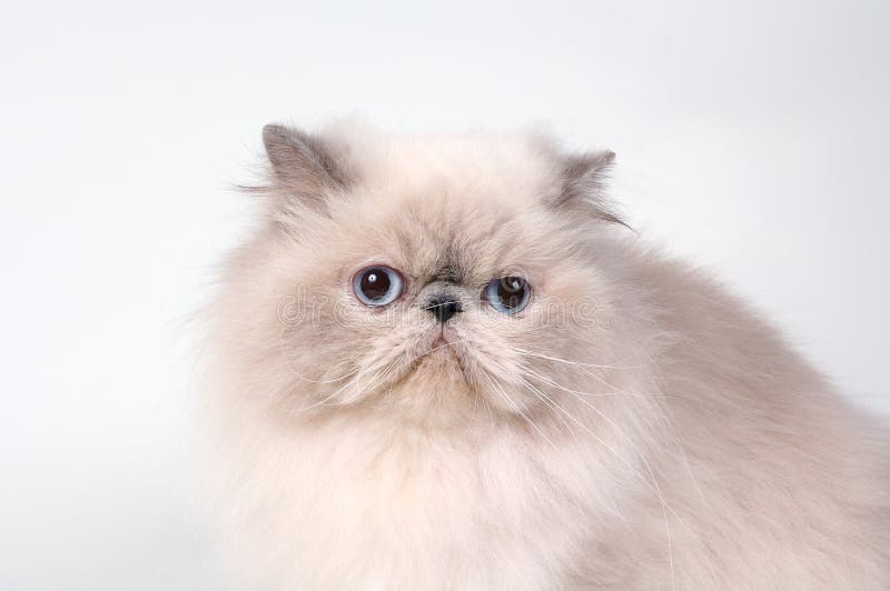 Die Persische Katze Des Blue-point Stockbild - Bild von flaumig, schön ...