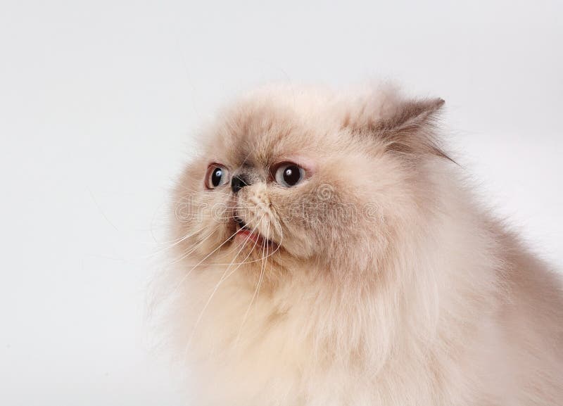 Die Persische Katze Des Blue-point Stockbild - Bild von flaumig, schön ...