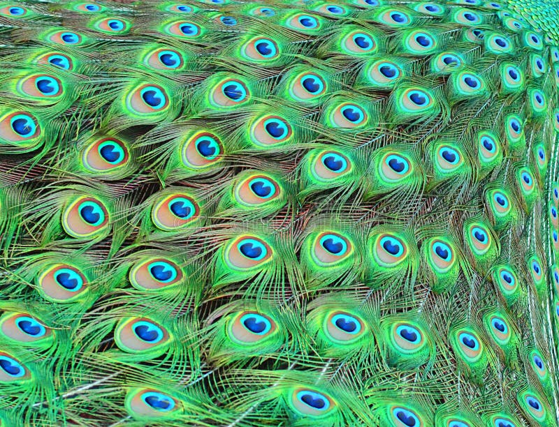Pfau stockbild. Bild von blau, pfaus, vögel, pfau, farben - 16677271