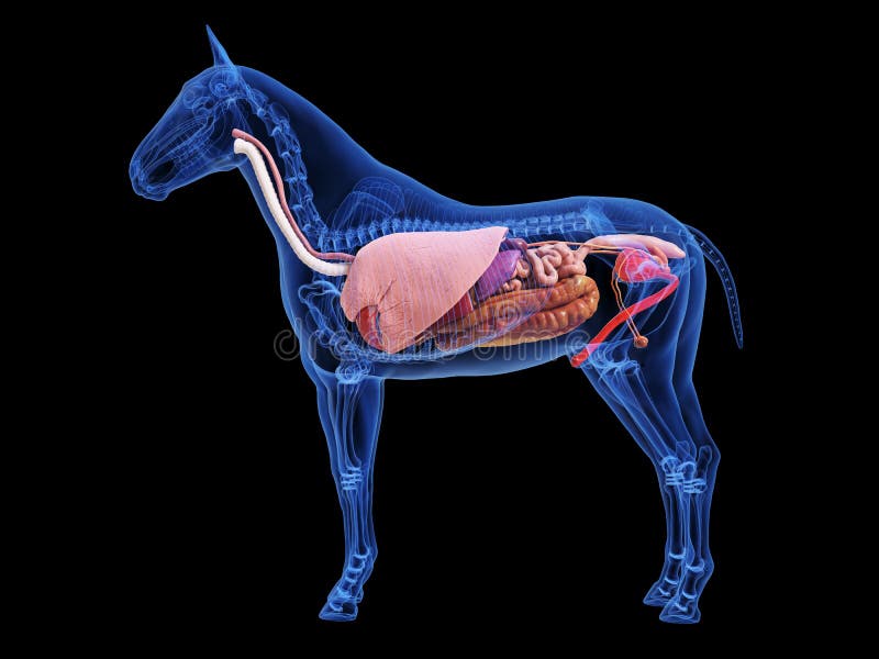 Die Pferdeanatomie stock abbildung. Illustration von pferdeanatomie ...