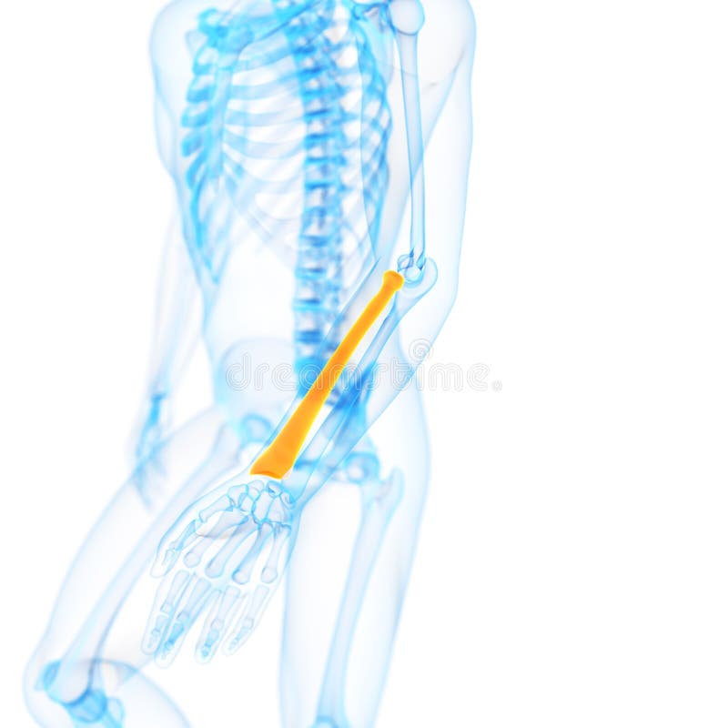 Die radialis stock abbildung. Illustration von wissenschaft - 45574490