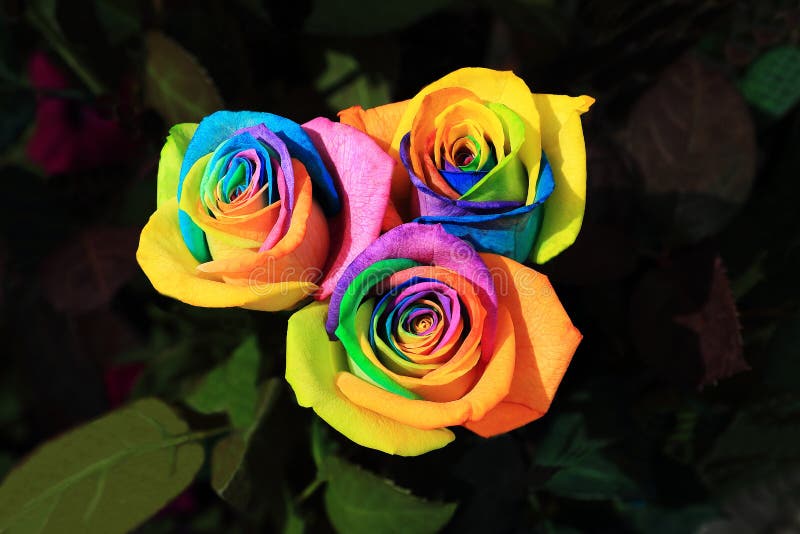 Regenbogen-Rosen stockbild. Bild von mehrfarbig, orange - 65114009