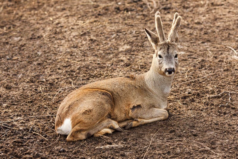 Sibirische Rehe stockfoto. Bild von bäume, rußland, abbildung - 47467612