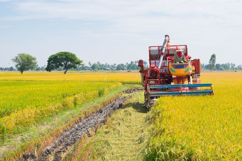 Die Reisernte stockfoto. Bild von landschaft, über, horizontal - 85479666