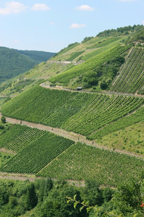 Die Rhein-Tal-Weinberge stockfoto. Bild von ruinen, traube - 61908228