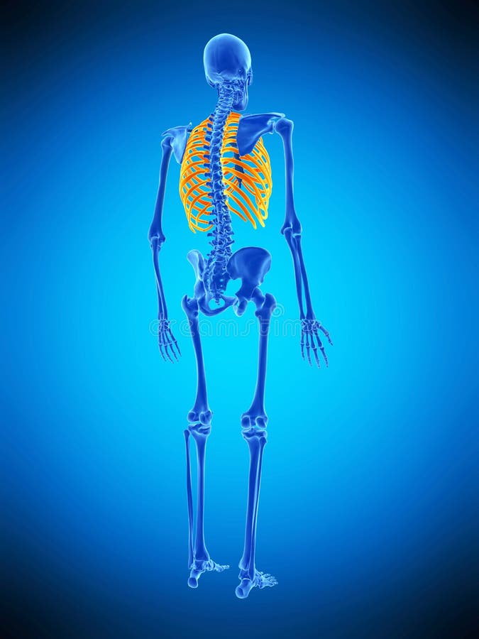 Die erste Rippe stock abbildung. Illustration von menschlich - 73212263