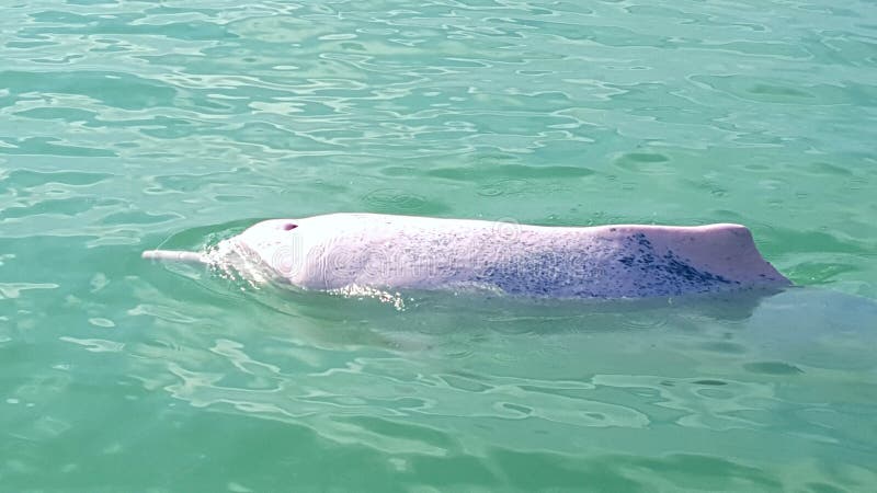 Rosa Delphine haben Spaß stockfoto. Bild von brasilien - 77750358
